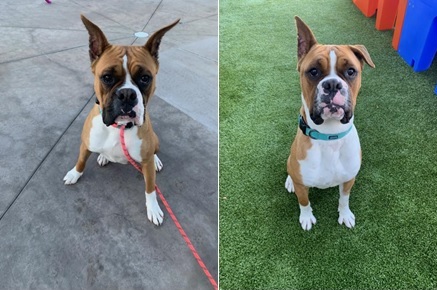 Boxer Luv Rescue, Phoenix AZ: Helping homeless dogs