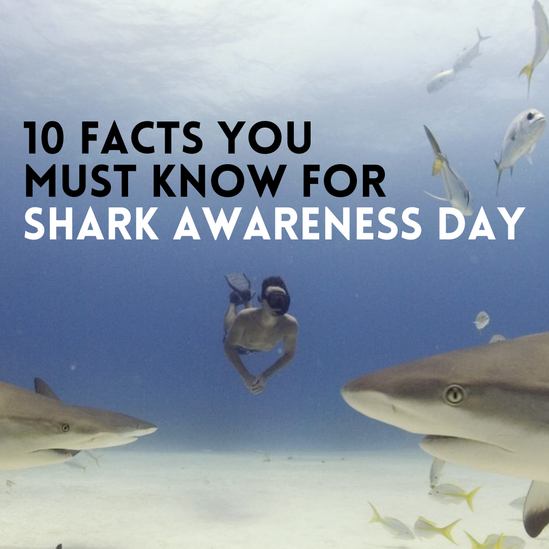 Taking Action on Shark Awareness Day!