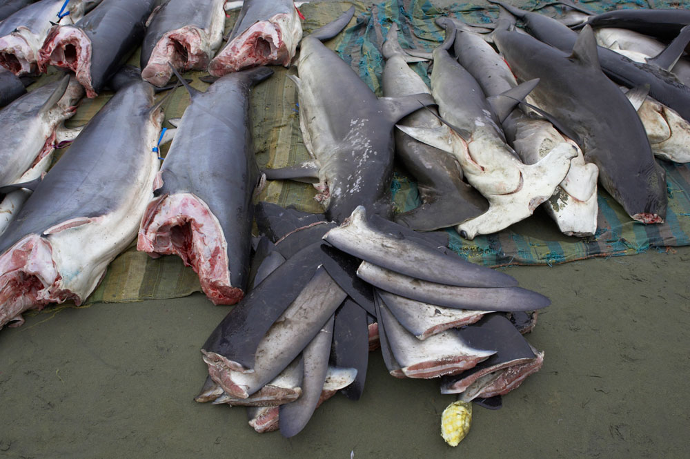 Rare Opportunity to Help End Global Shark Fin Trade