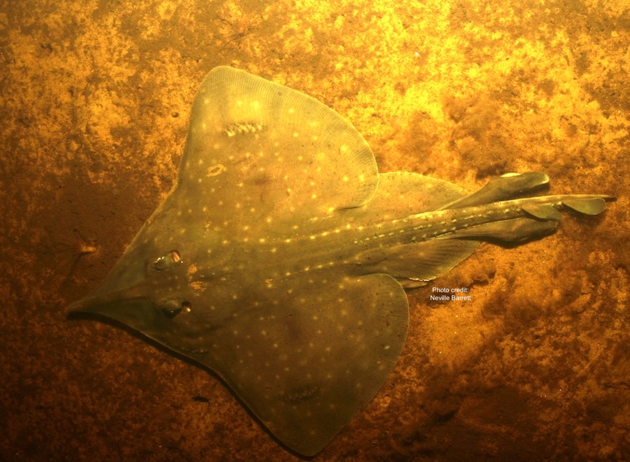 Prehistoric Maugean Skate Dangerously Close to Extinction