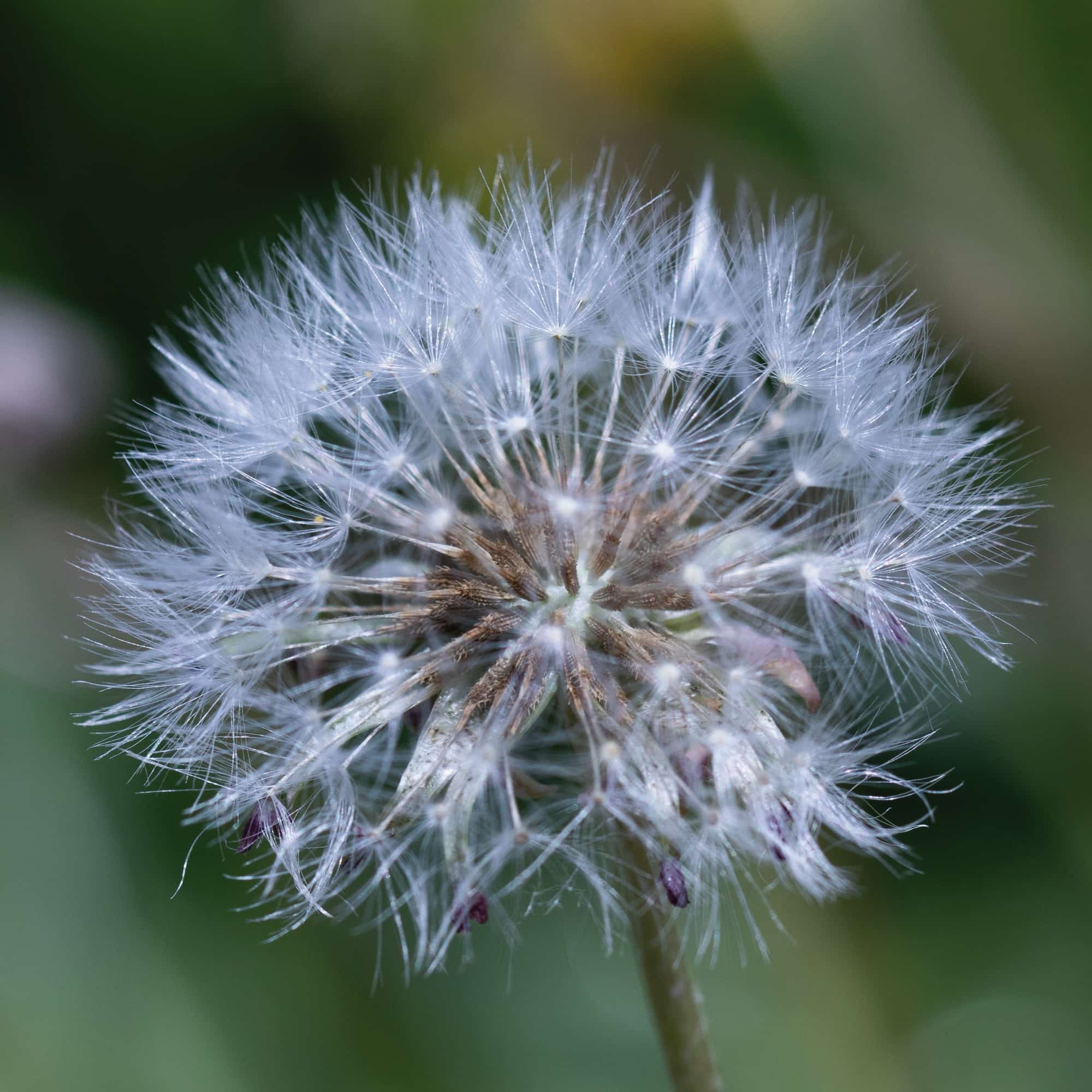 Nova Biorubber Seeds and Live Plants