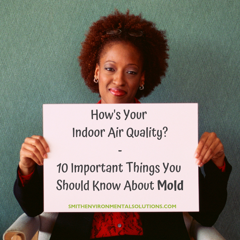 10 Important Things You Should Know About Mold | Smith Environmental ...