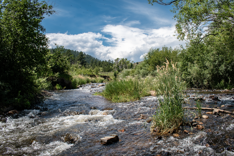 Forest Hikes | Near Denver, Colorado