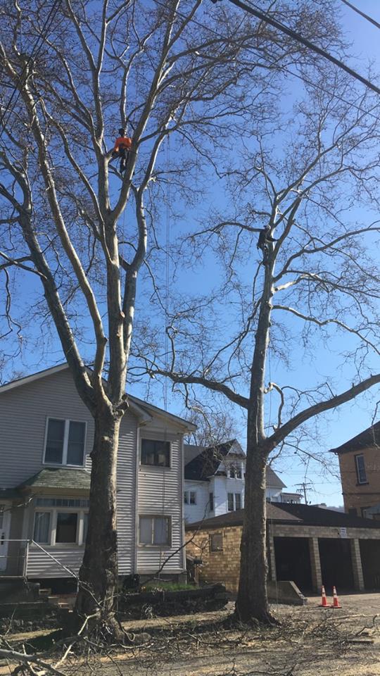 Keystone Tree Techs | Full-Service Tree Care