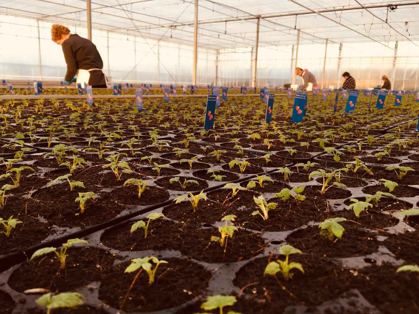 Trayplant Netherlands