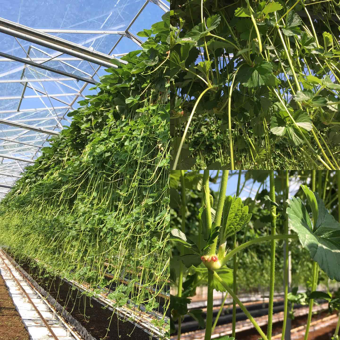 Trayplant Netherlands