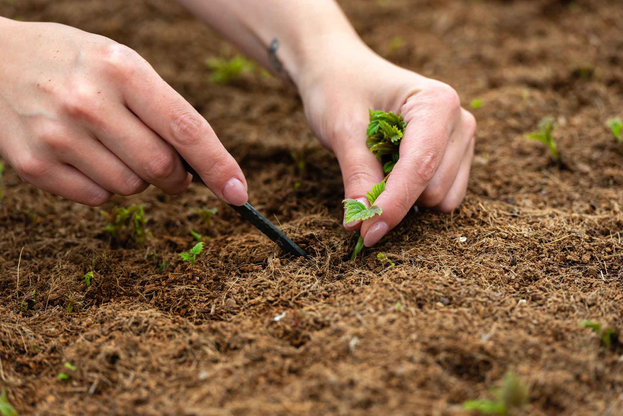 Trayplant Netherlands