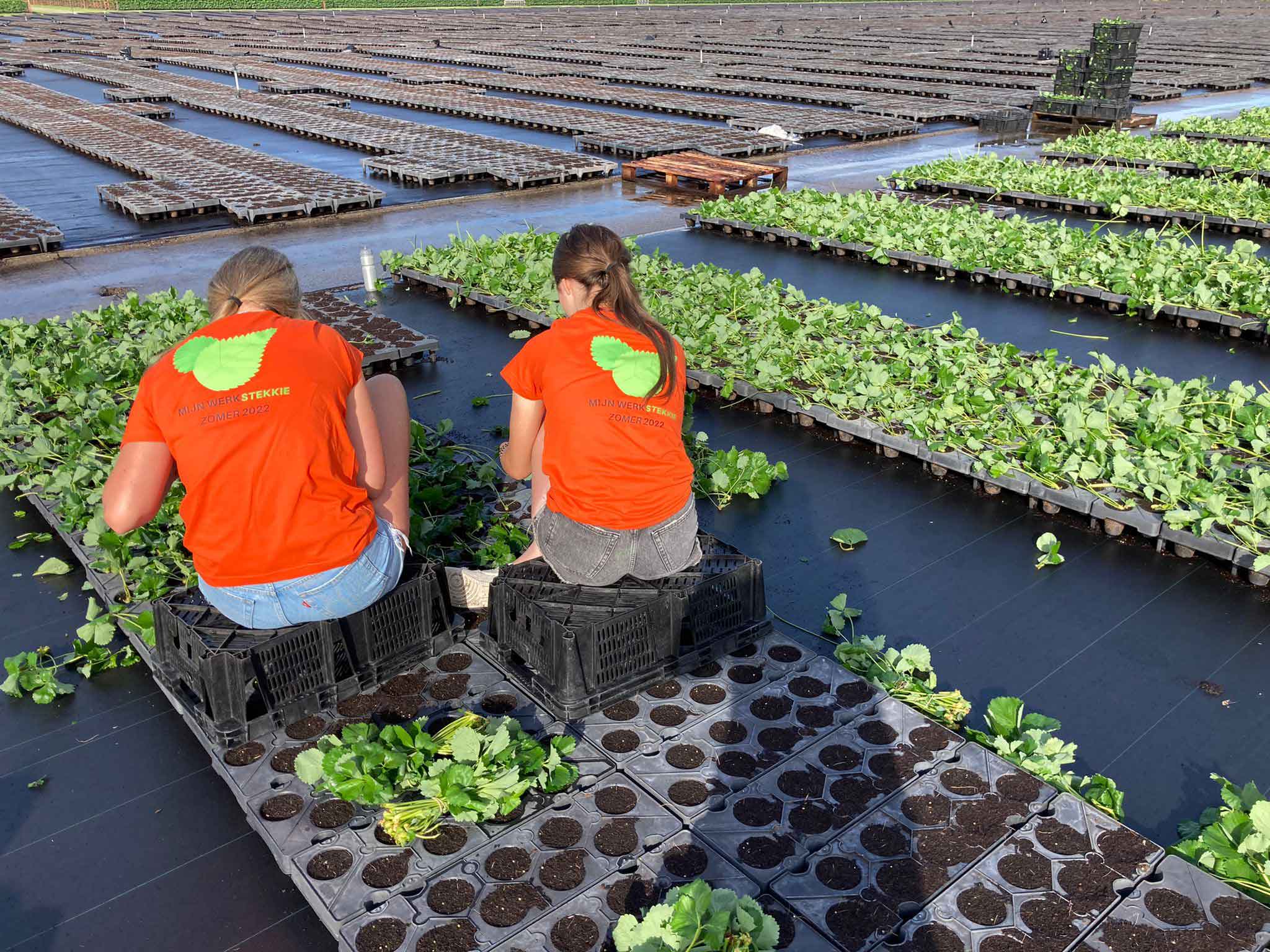 Trayplant Netherlands