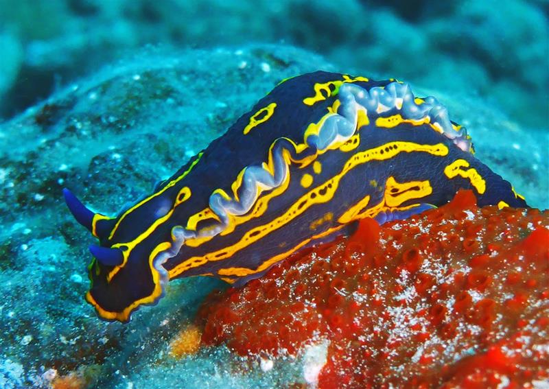 Blue Water Diving | Nudibranchs factfile