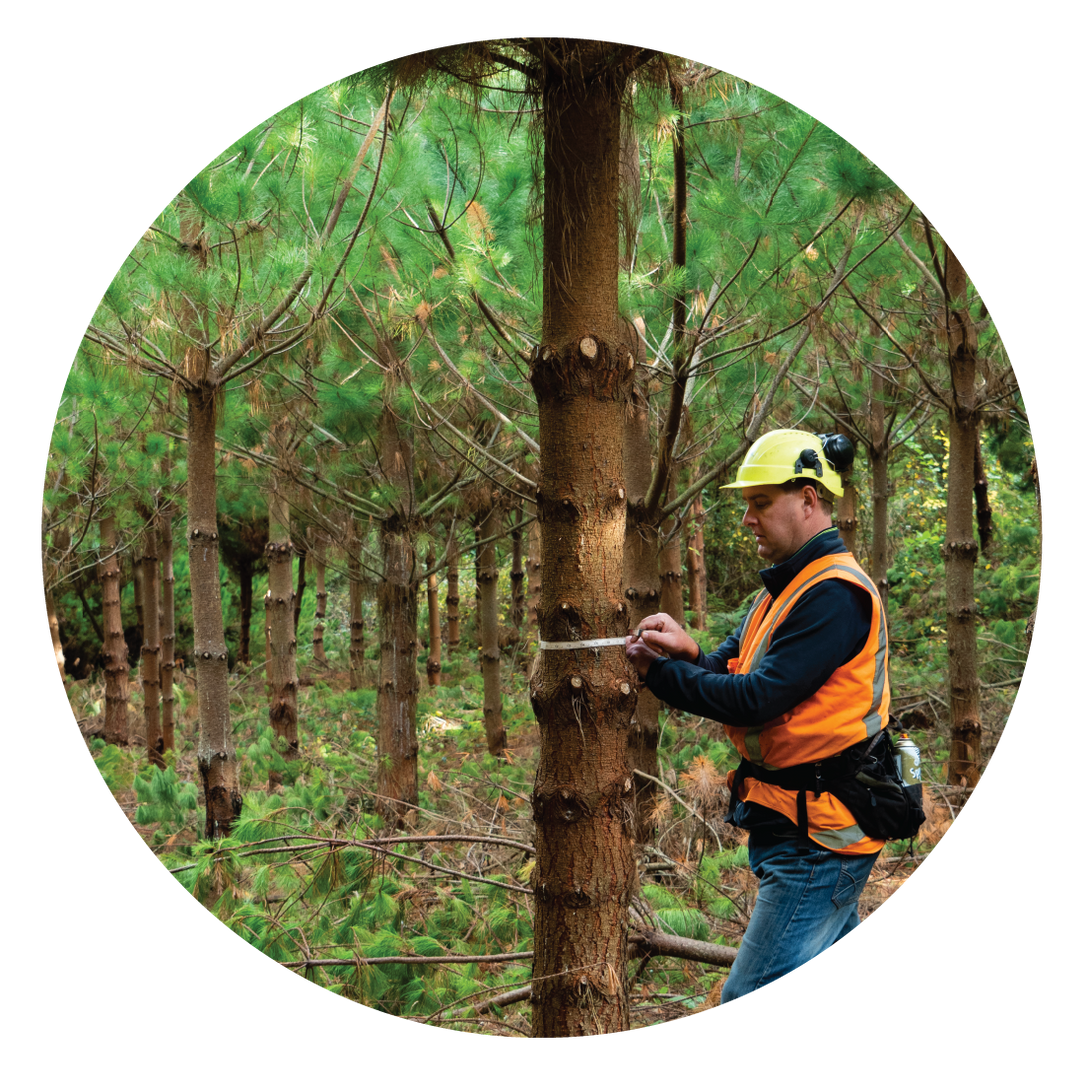 Tree Breeding | Radiata Pine Breeding Company