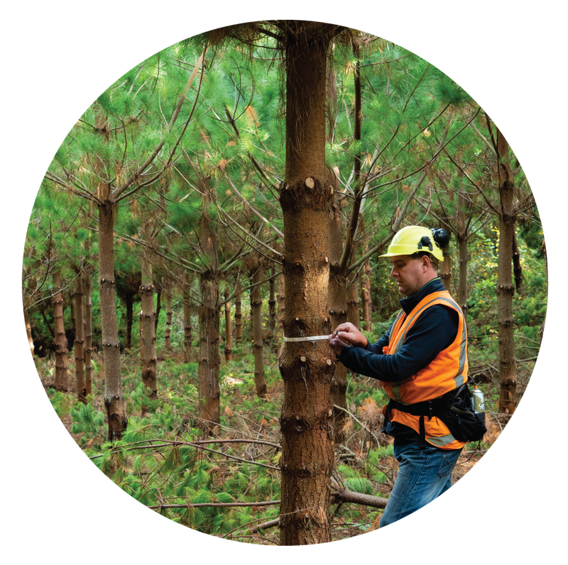 Tree Breeding | Radiata Pine Breeding Company