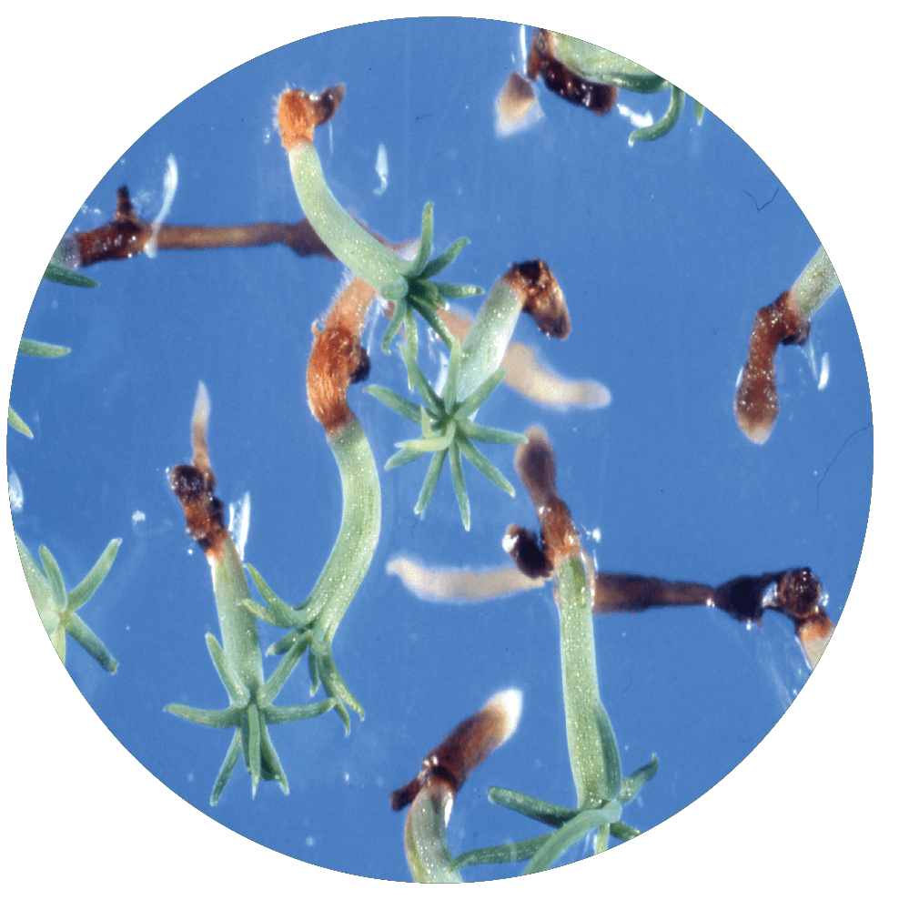 Tree Breeding | Radiata Pine Breeding Company