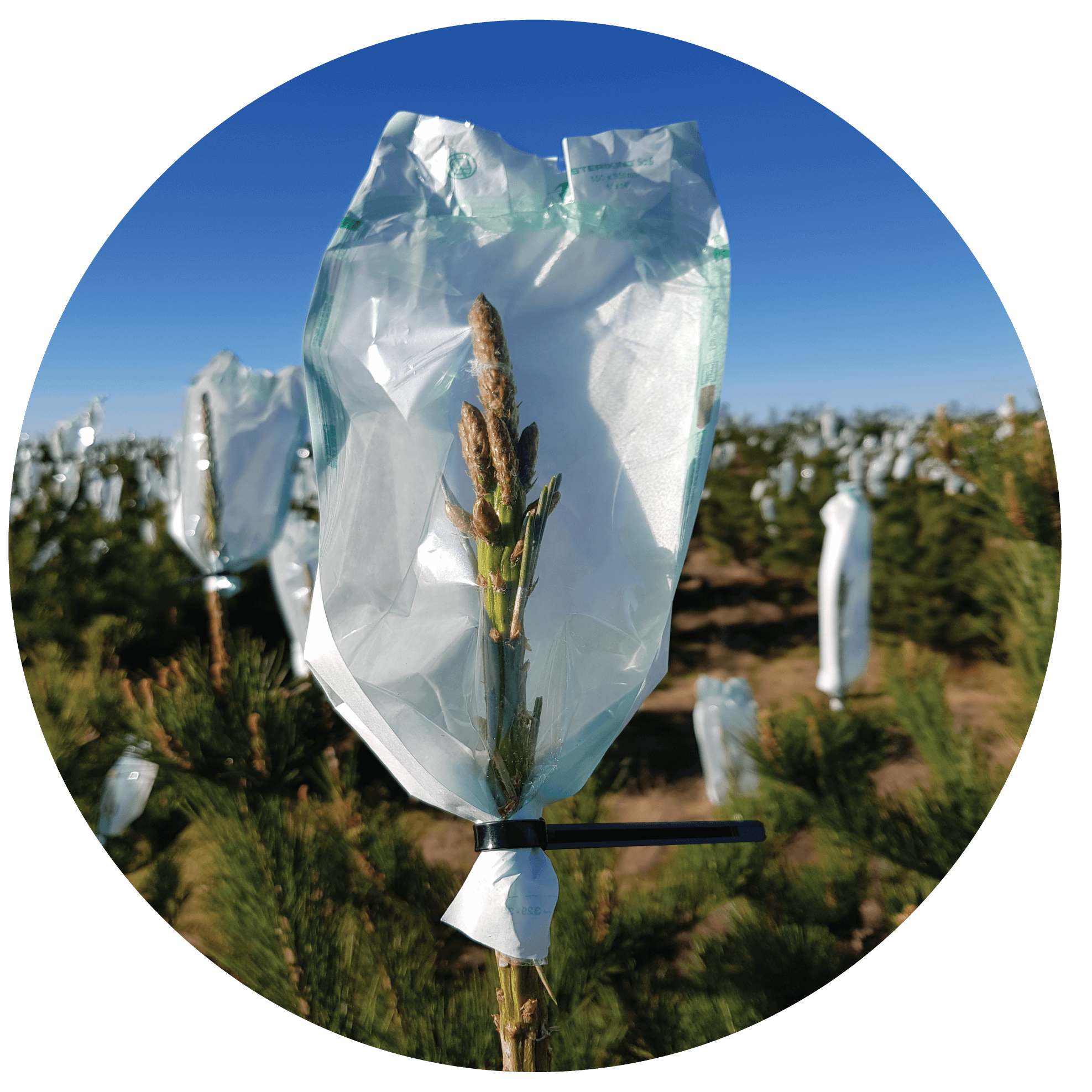 Tree Breeding | Radiata Pine Breeding Company