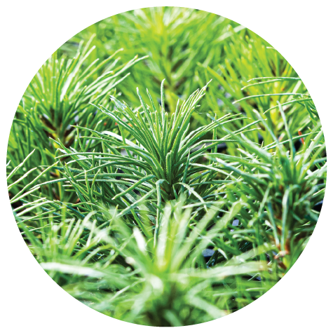 Tree Breeding | Radiata Pine Breeding Company