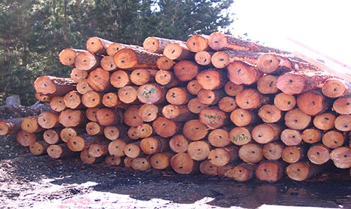 Tree Breeding | Radiata Pine Breeding Company