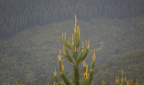 Tree Breeding | Radiata Pine Breeding Company