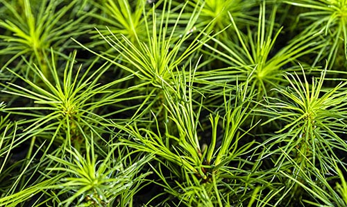 Introduction to Tree Breeding