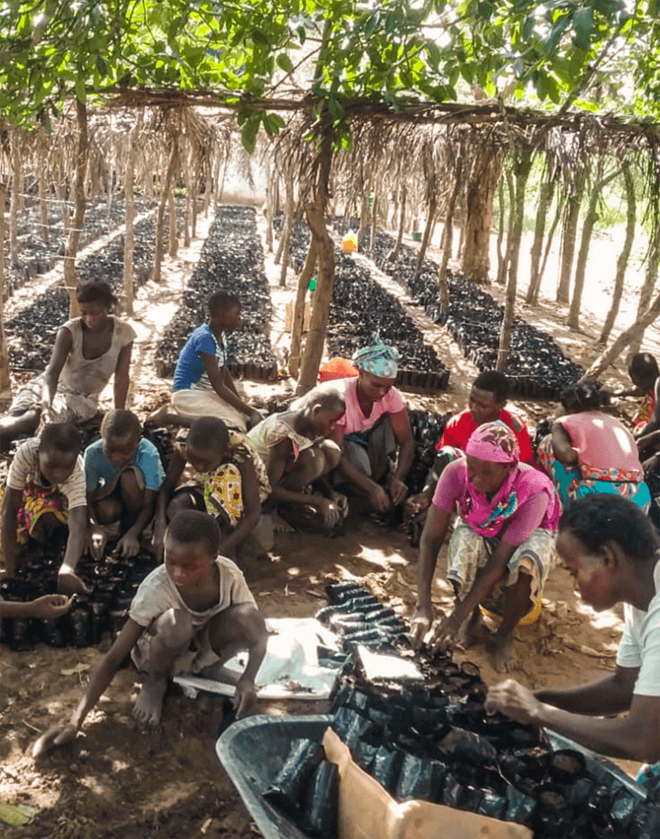 Replanting Trees In Africa