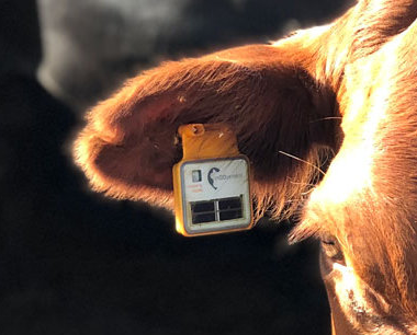 GPS Ear Tags