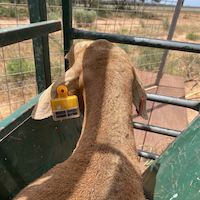 GPS Ear Tags for Cattle