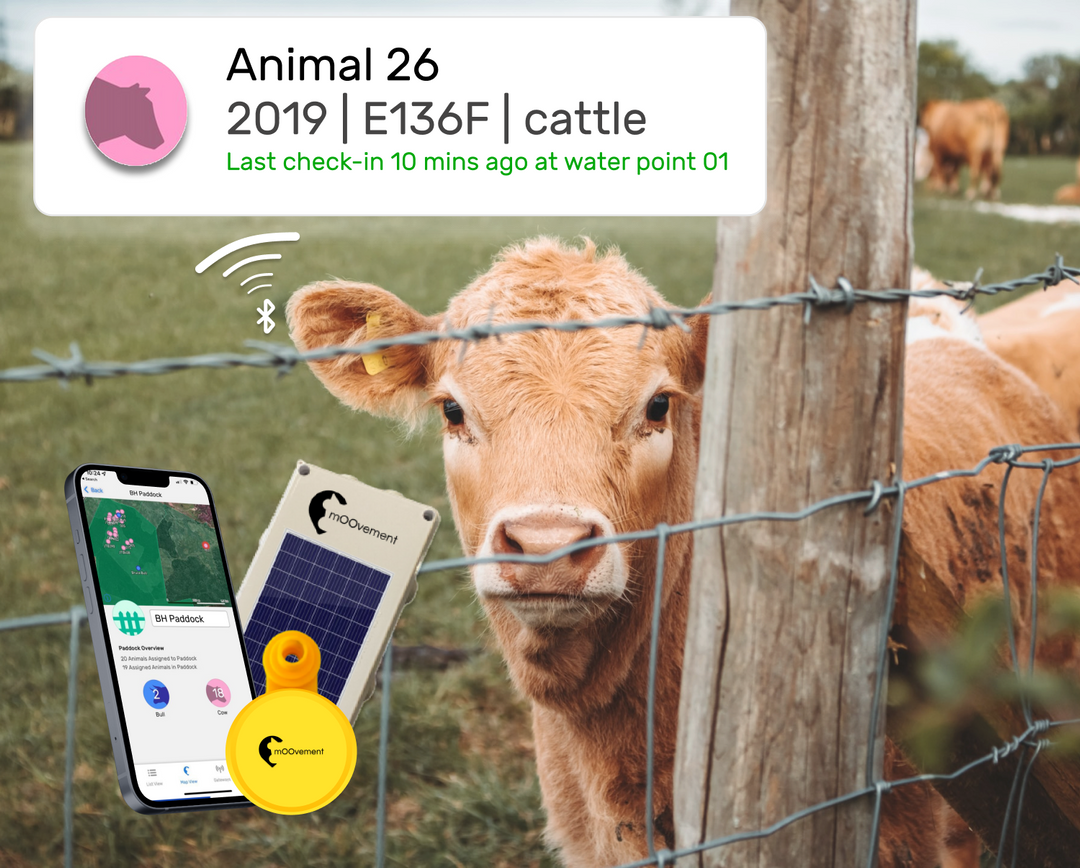 GPS Ear Tags for Cattle