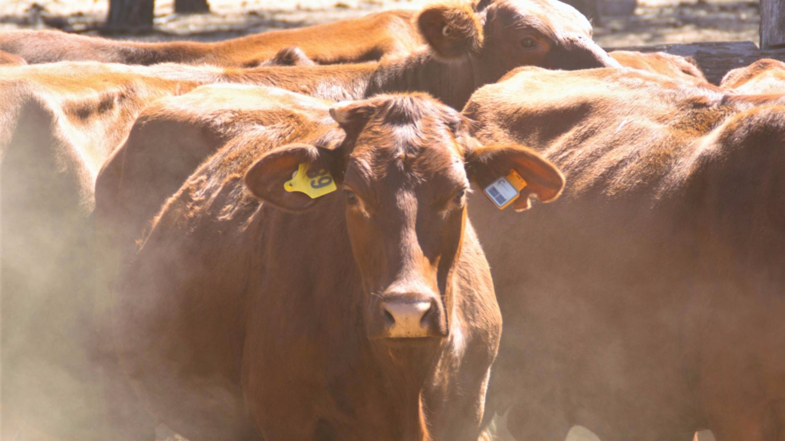 Tracking Santa Gertrudis cattle with mOOvement GPS ear tags | mOOvement ...