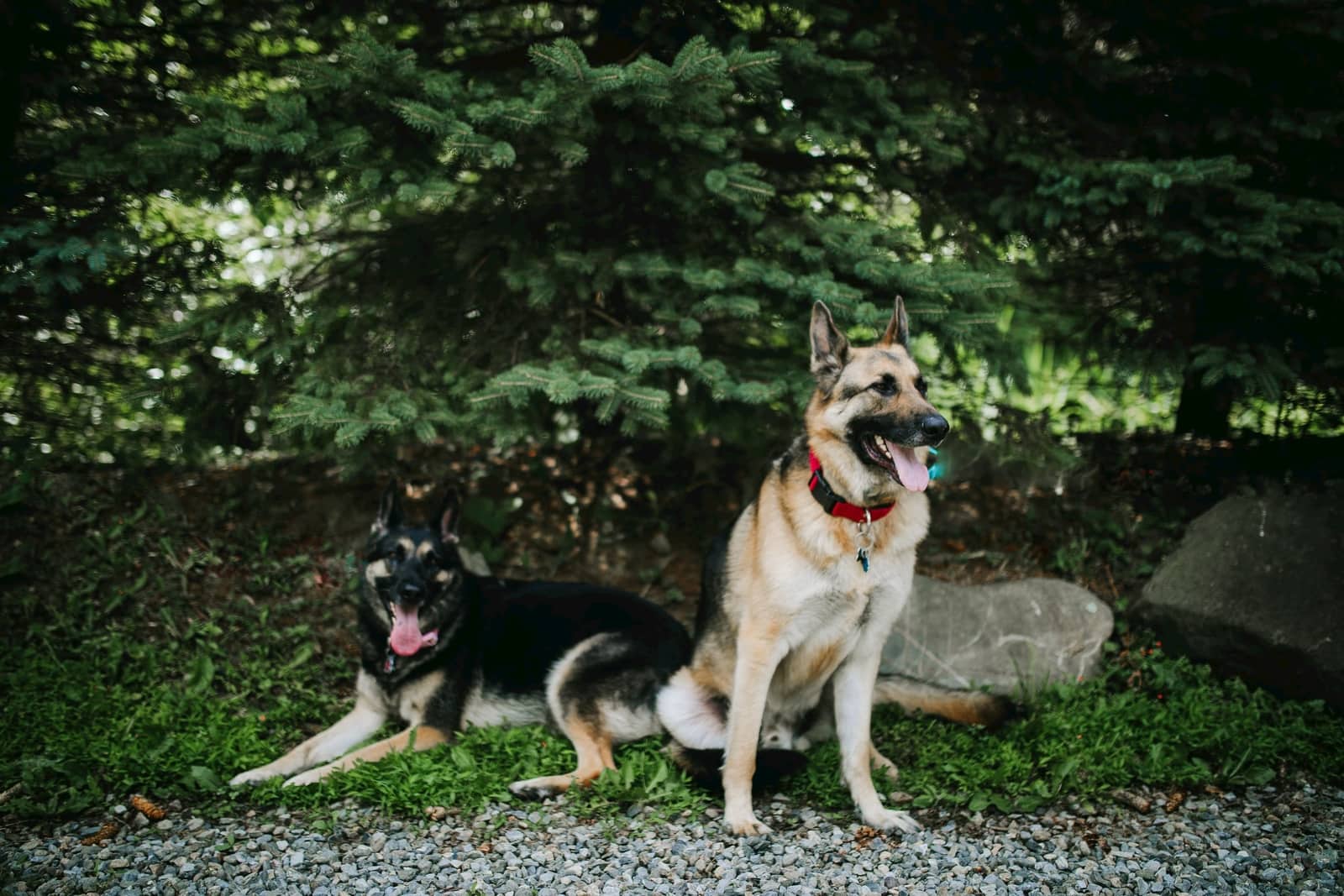 For Boarders — PetExec | The #1 Tool for Pet Care Businesses