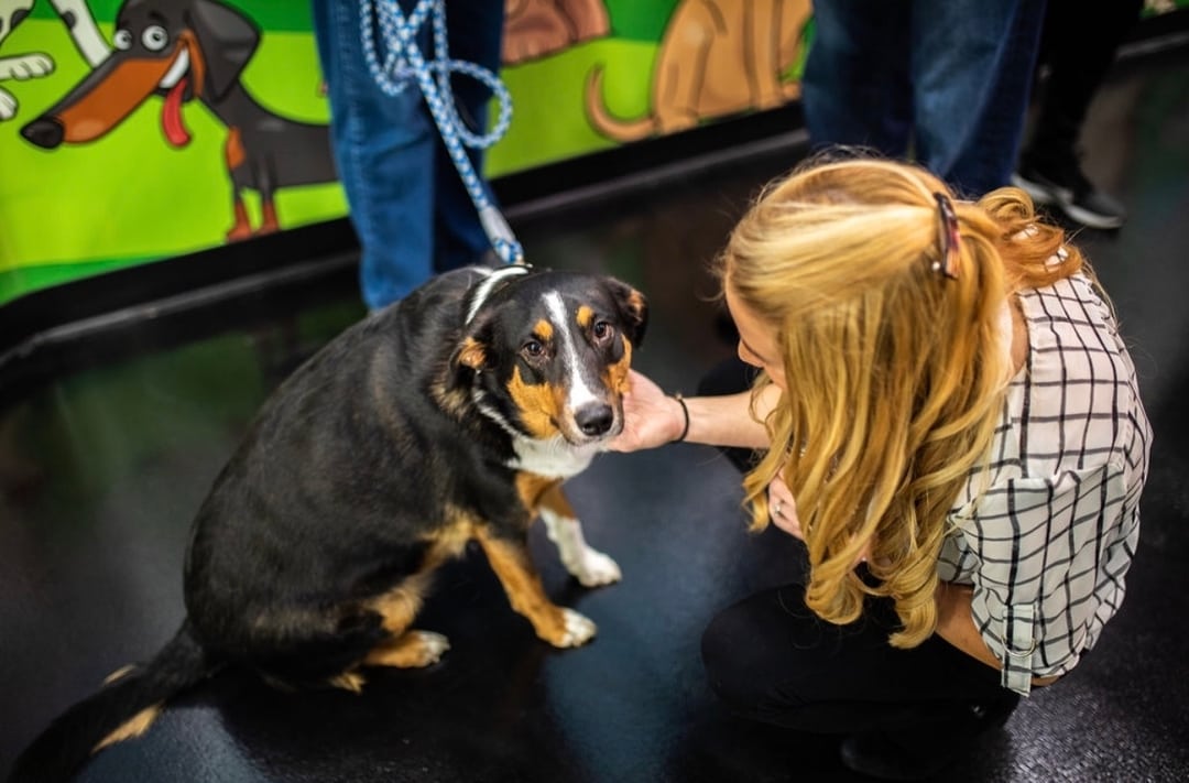 For Boarders — PetExec | The #1 Tool for Pet Care Businesses