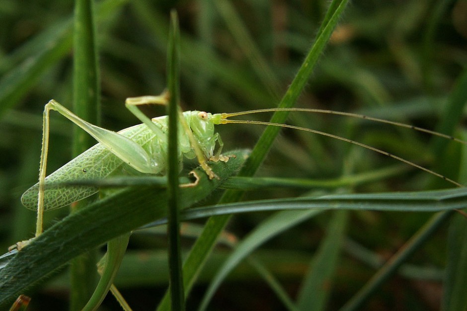 As the crickets’ soft autumn hum | Blog