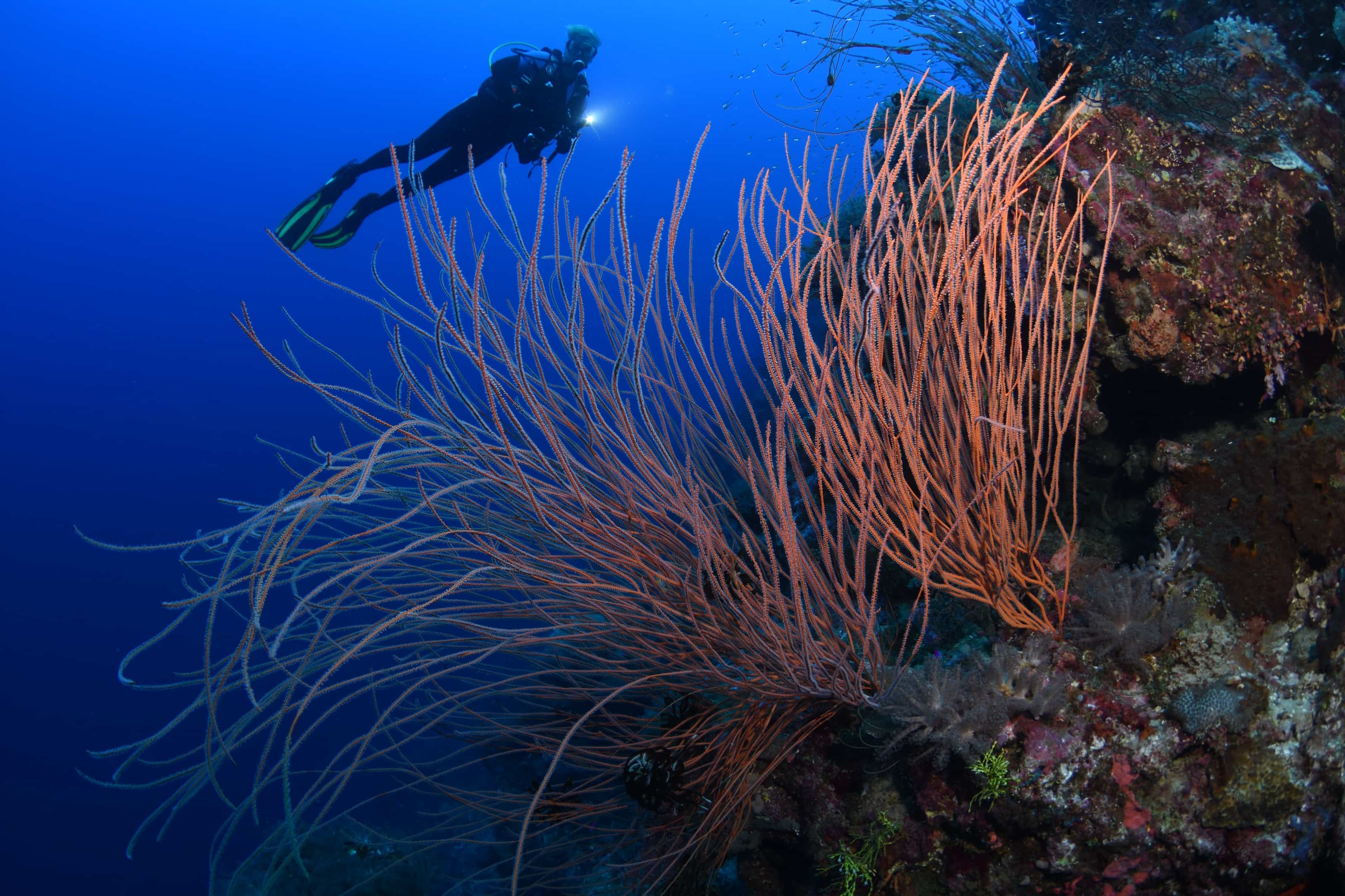 NIGEL MARSH PHOTOGRAPHY