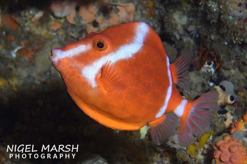 Sorting the Boxfishes