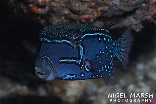 Sorting the Boxfishes