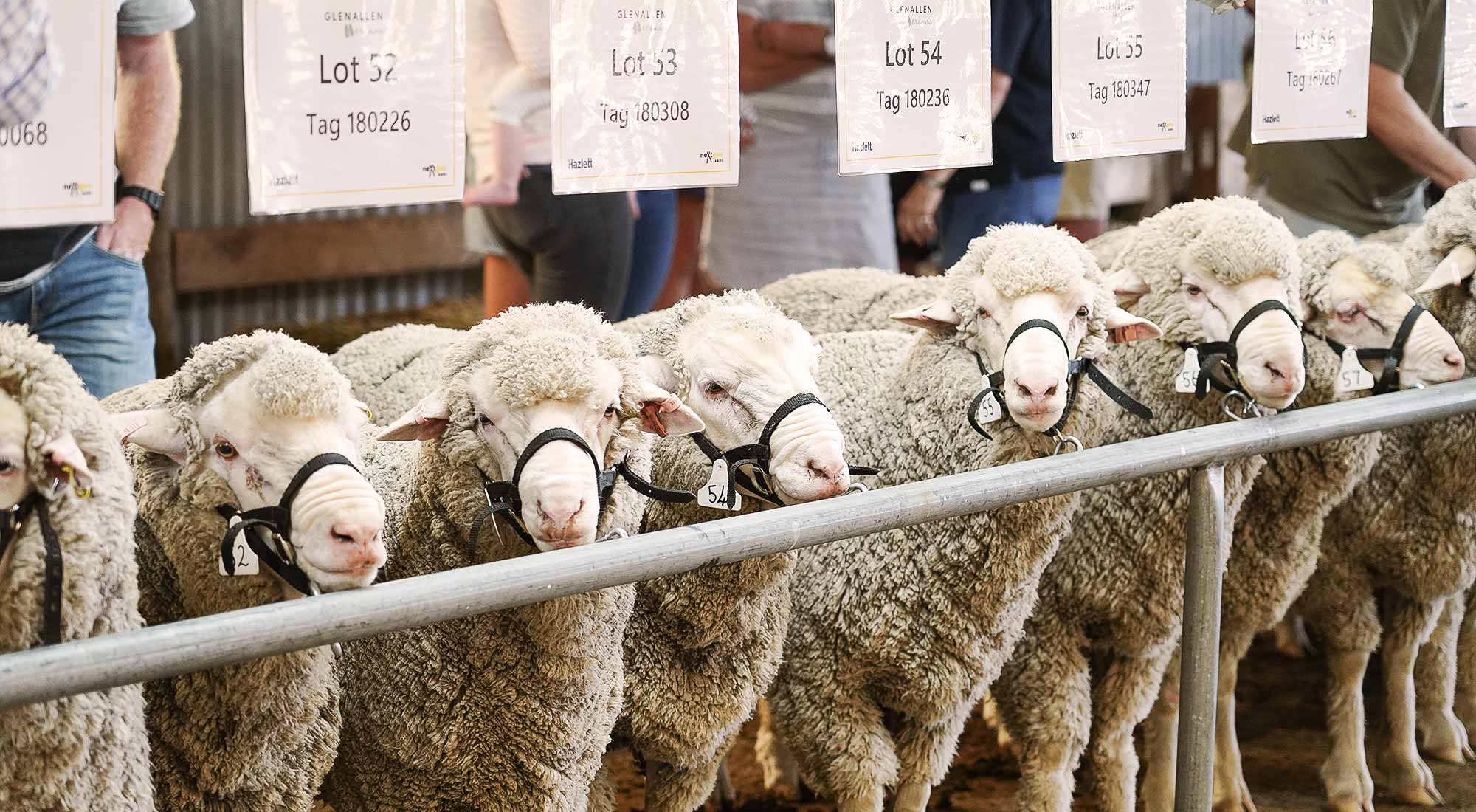 neXtgen Agri article: Whole body energy and it's importance in sheep ...