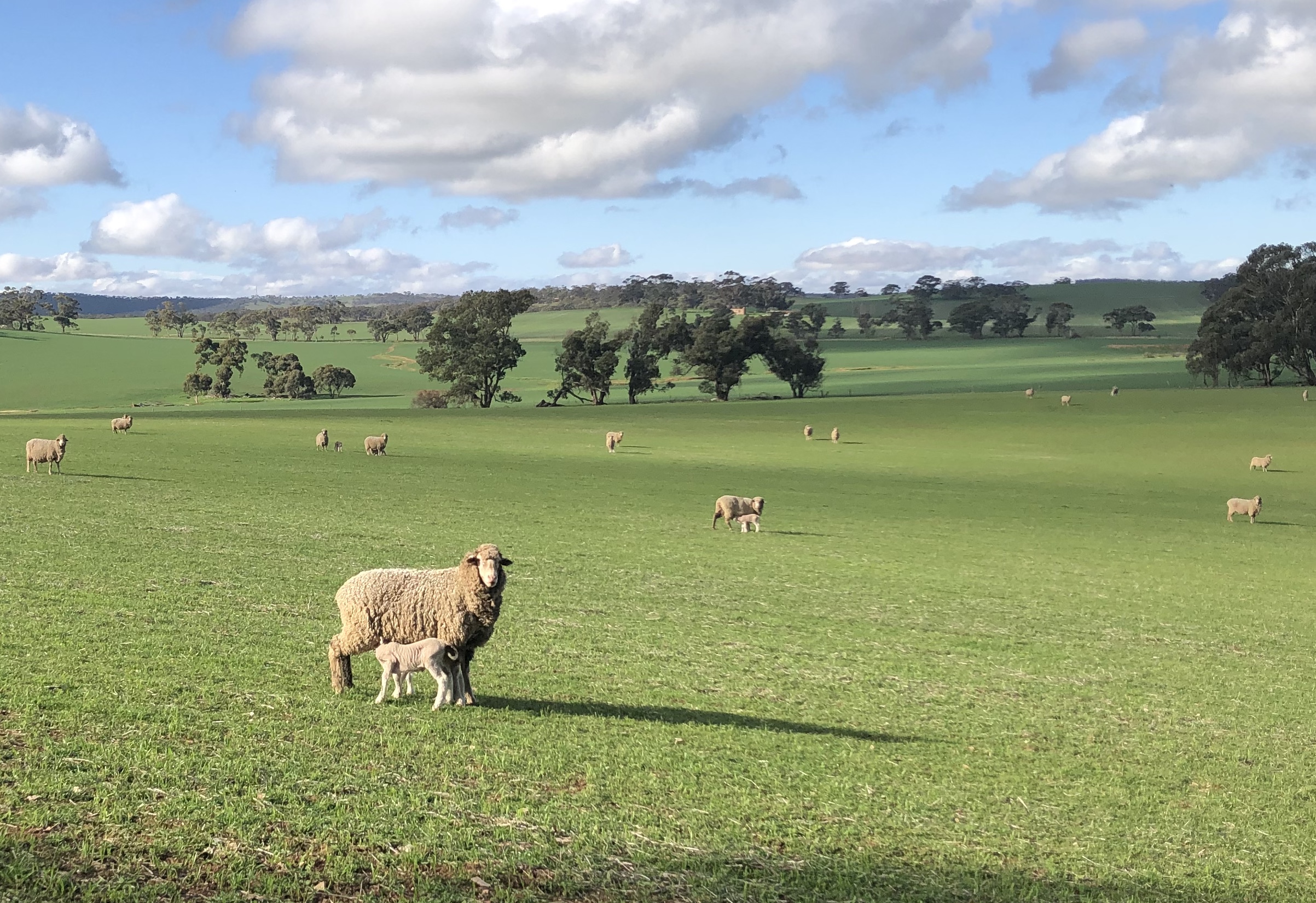 neXtgen Agri article: The reproduction snowball