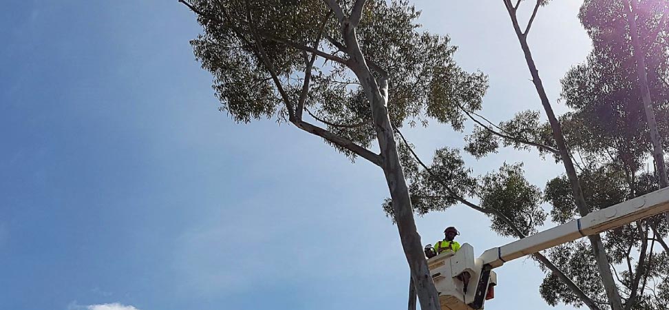🌳 Hedging Plants Perth | Lumberjacks WA | Tree Services Perth