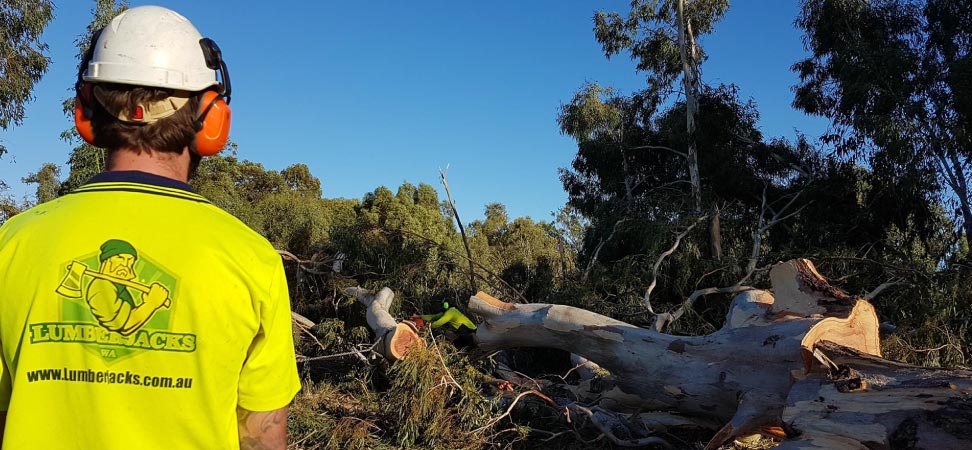 🌳 Hedging Plants Perth | Lumberjacks WA | Tree Services Perth