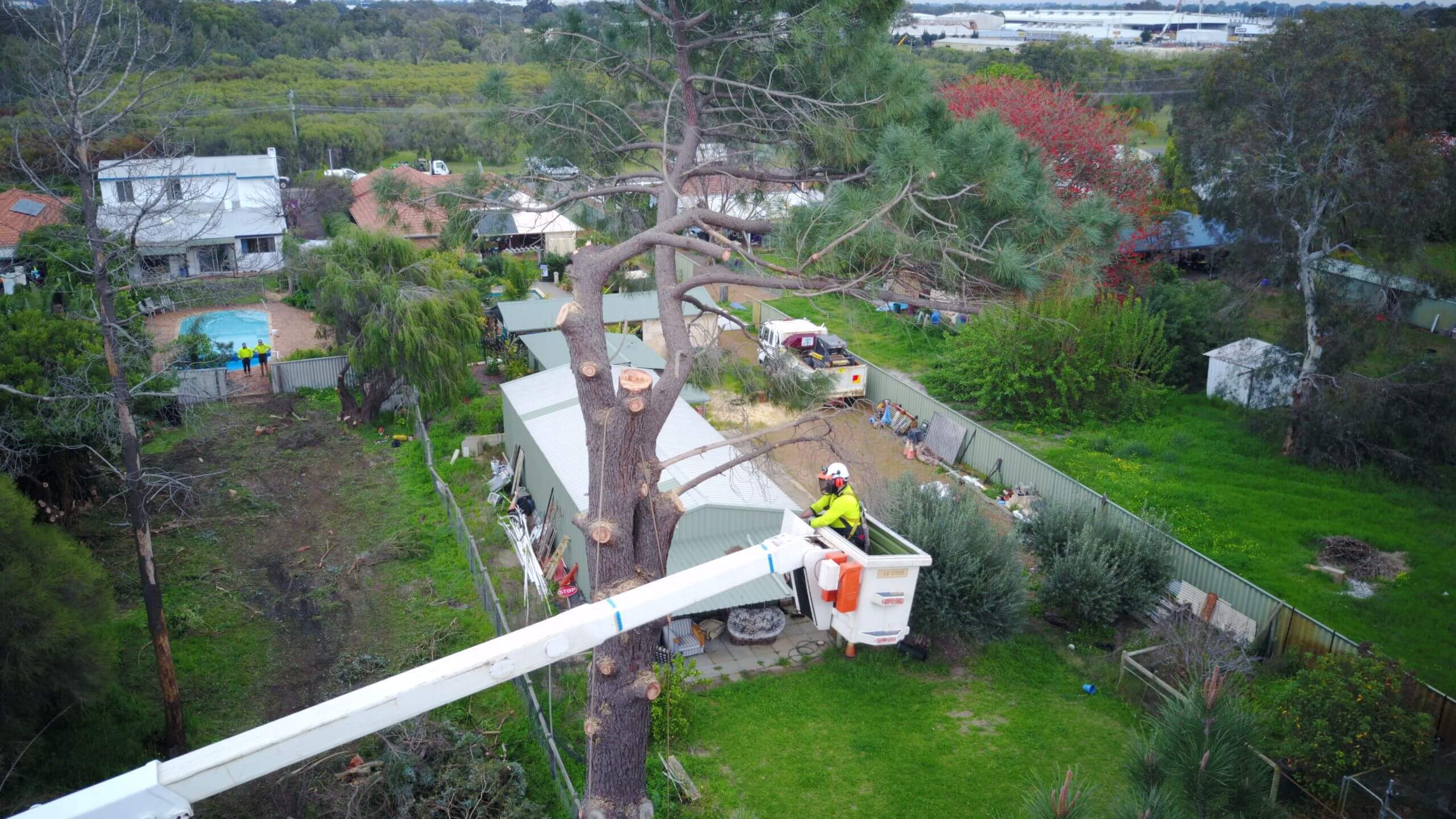 🌳 Tree Lopping vs Tree Pruning: What's the Difference and Why it ...