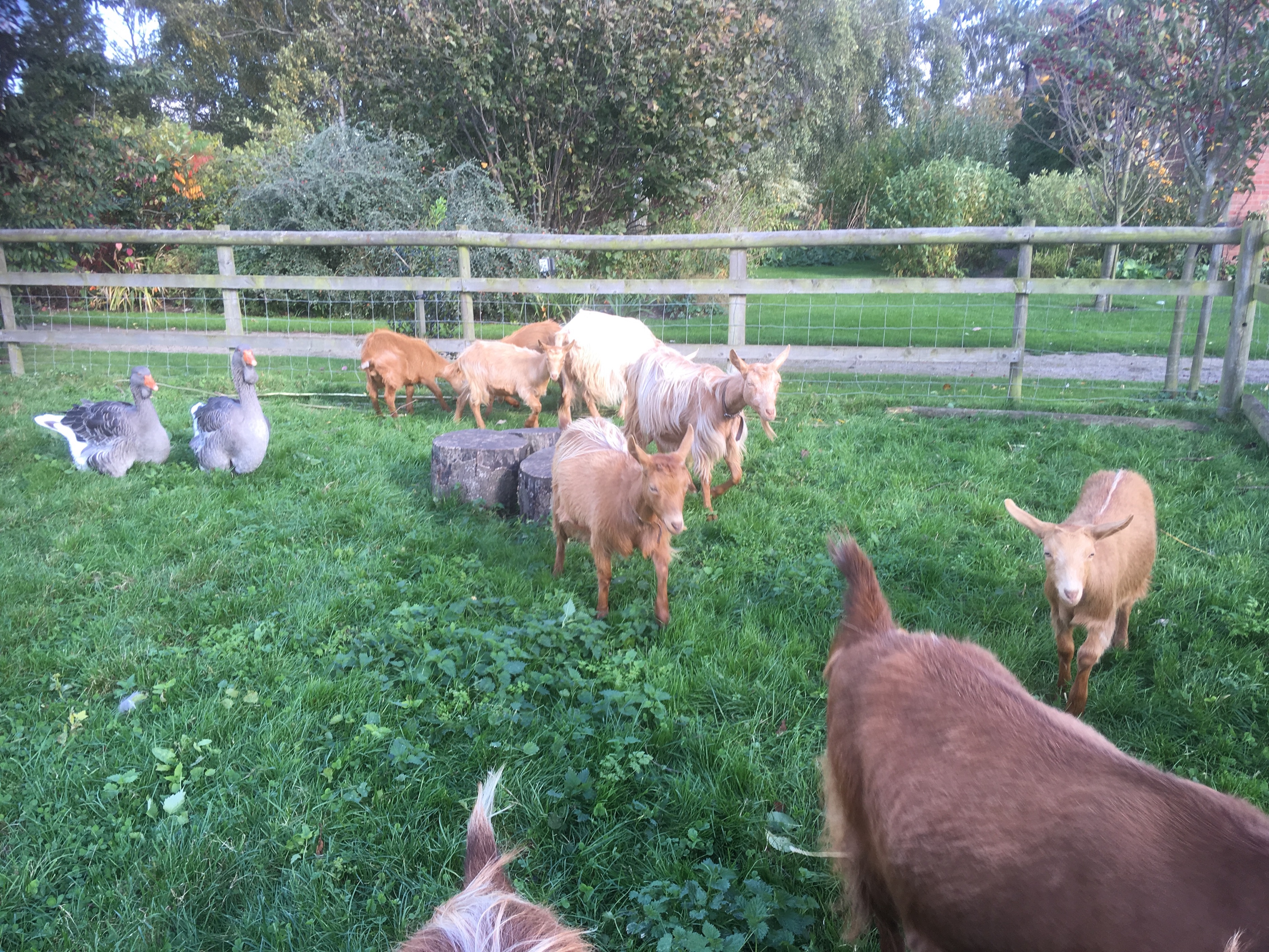 Ellicar Blog | On Goat Fever: Musings of an infatuated Goat Keeper