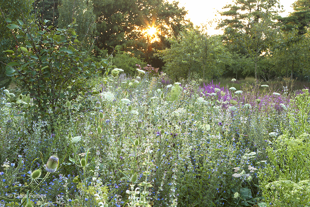 Ellicar Blog | There's a Meadow in my Garden