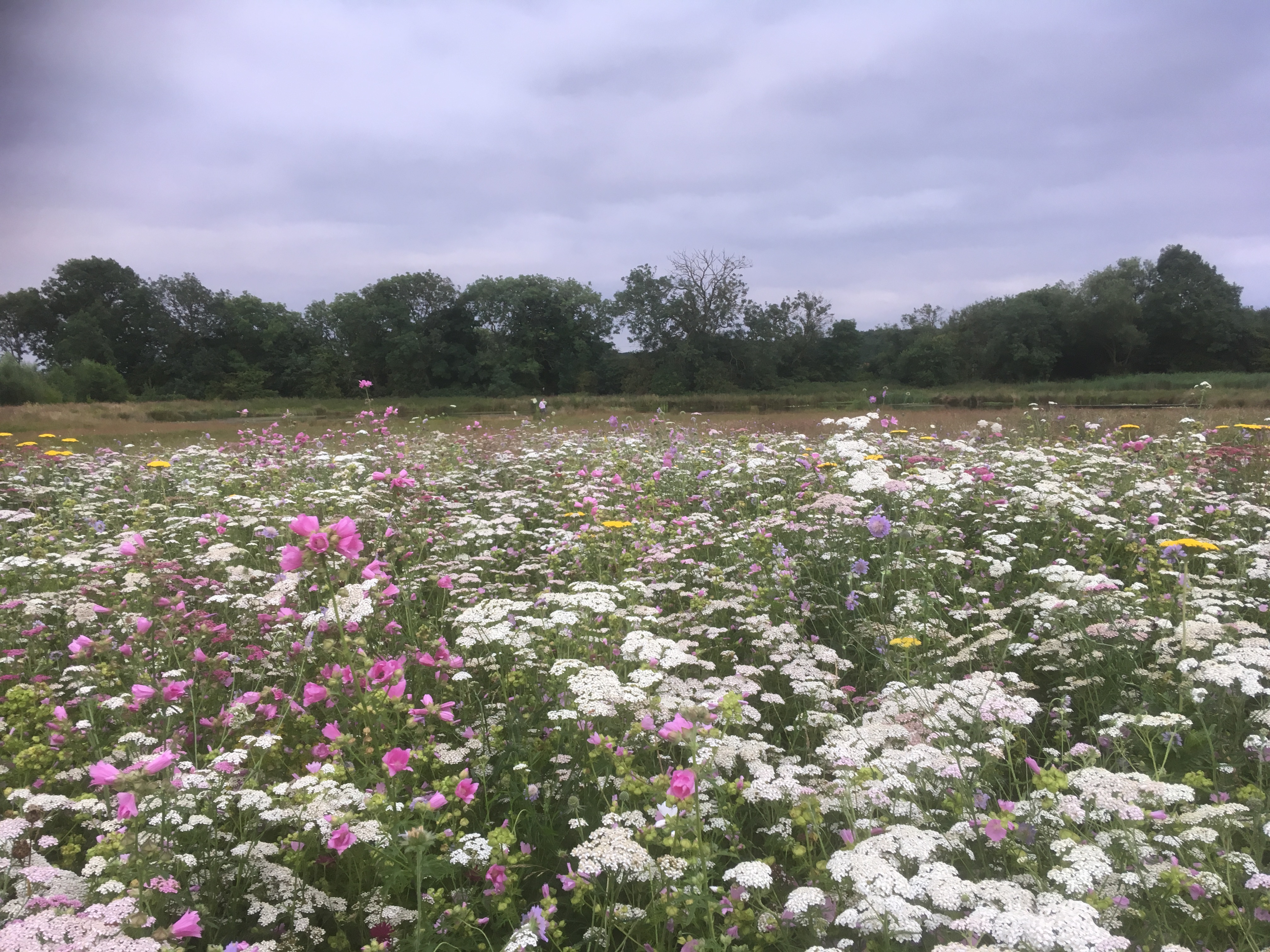 Ellicar Blog | There's a Meadow in my Garden