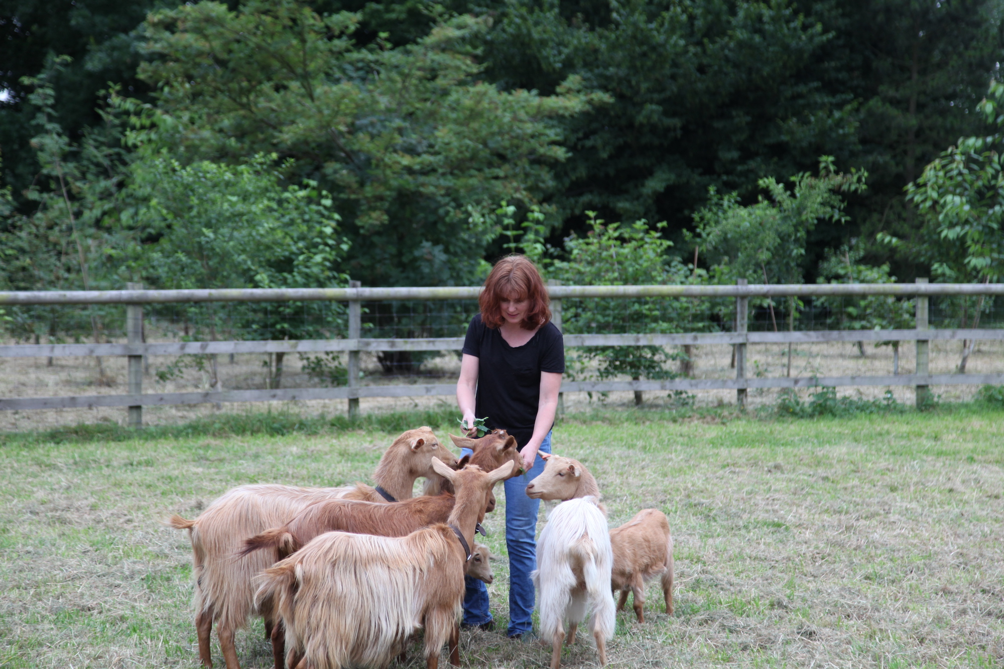 Ellicar Blog | On Goat Fever: Musings of an infatuated Goat Keeper