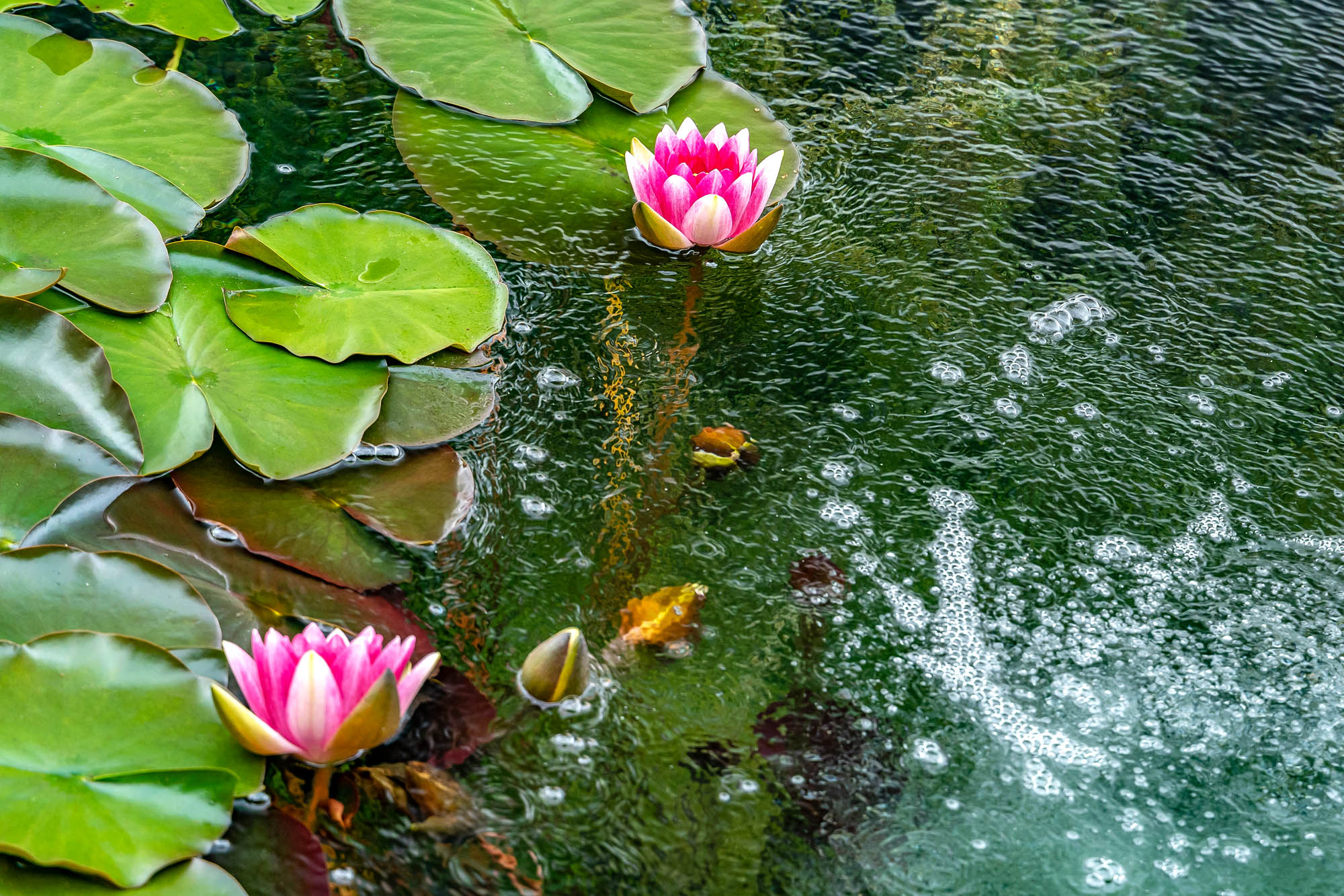 Ellicar Project Gallery | Welshpool