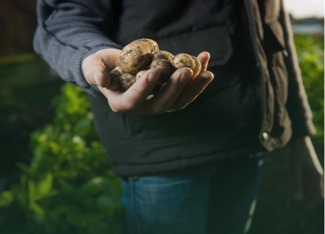 Kweek | Soluciones innovadoras para nutrición vegetal
