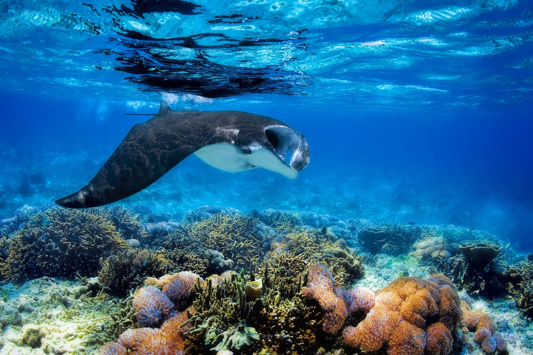 Tiger Blue: Experience Komodo National Park on a liveaboard yacht