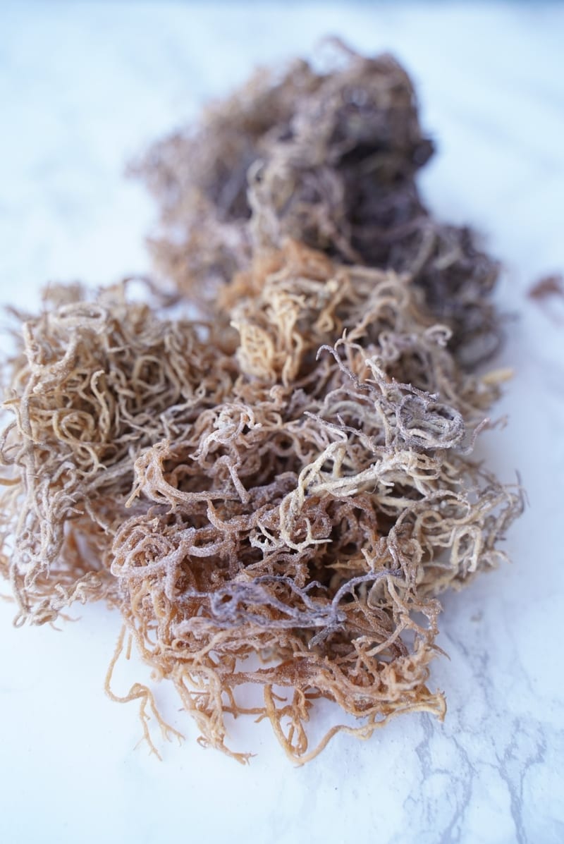 Raw Wildcrafted African Sea Moss 16oz Subscription | SeaMoss.co