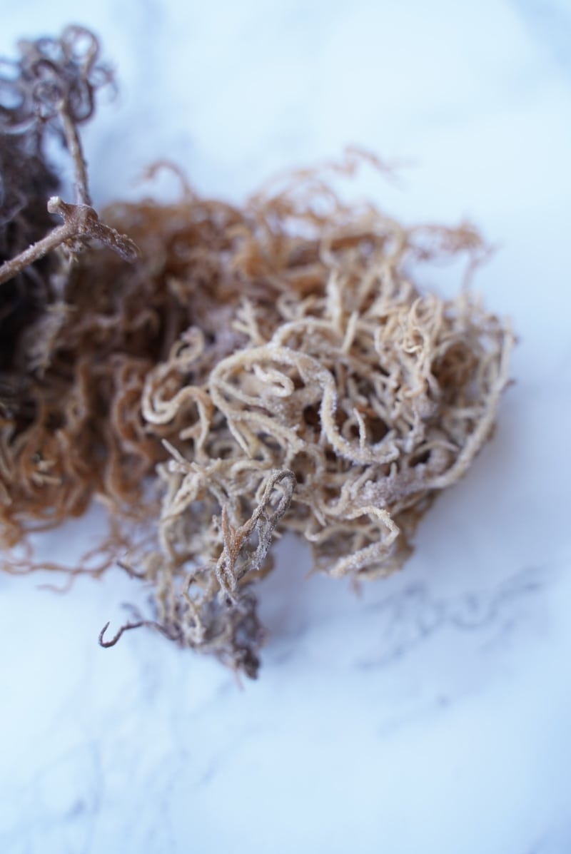 Raw Wildcrafted African Sea Moss 4oz | SeaMoss.co