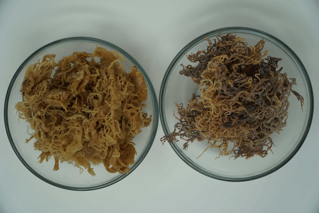 Real vs Fake Sea Moss
