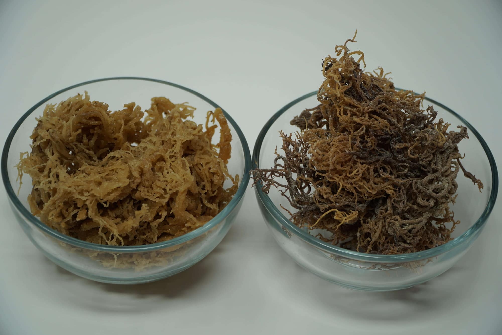 Real vs Fake Sea Moss