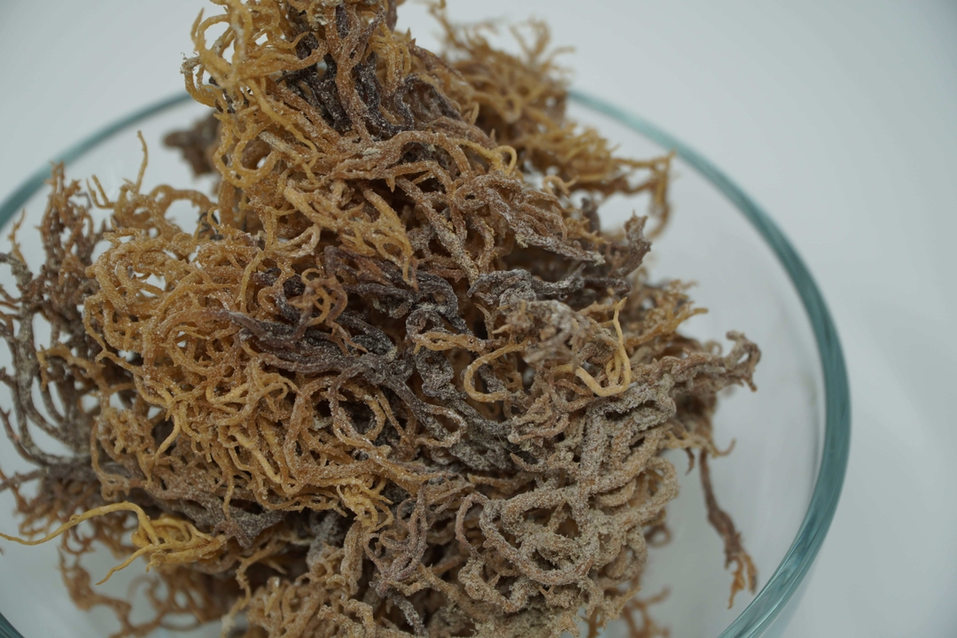 Real vs Fake Sea Moss