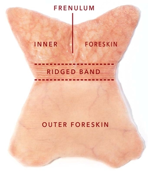 The Human Foreskin